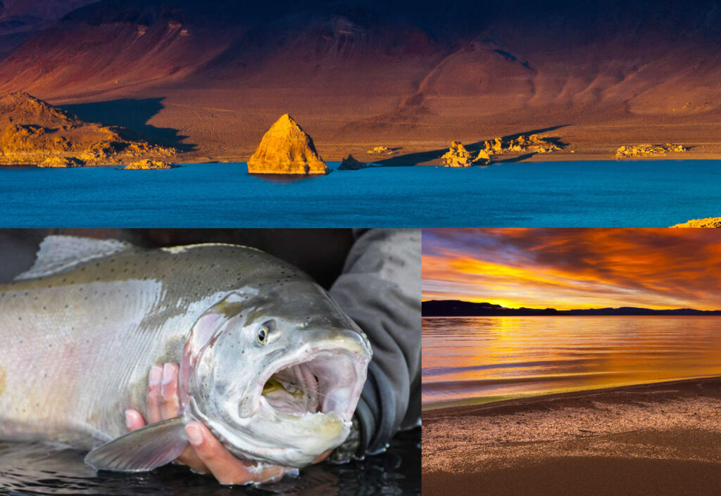 Pyramid Lake world class cutthroat trout fishing trip for four - Golden ...