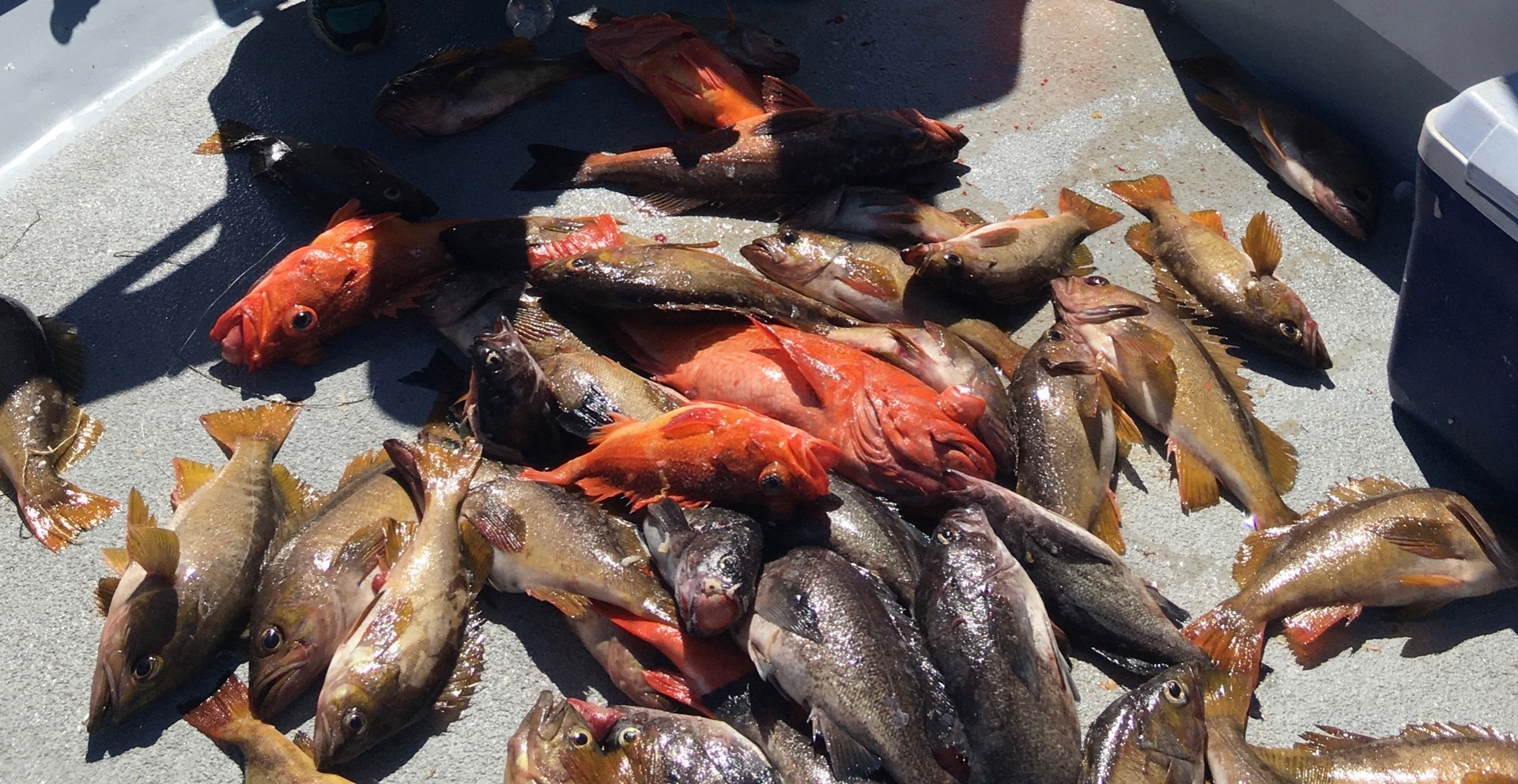 Full Boat Charter Crab/Combo For Up To 18 People - Golden State Salmon ...