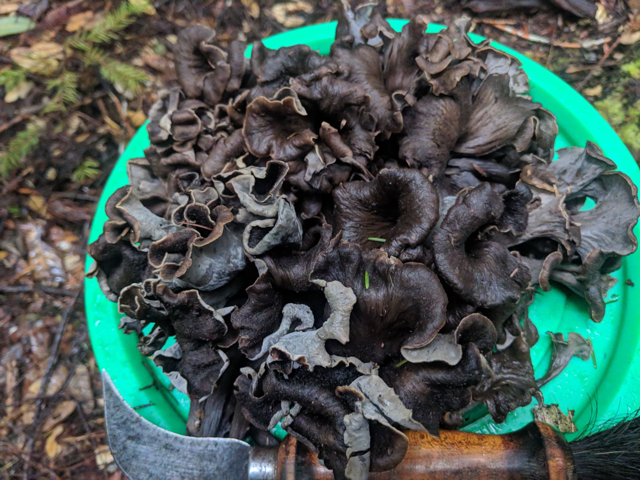 Guided Wild Mushroom Hunt and Hike for up to four in Northern ...
