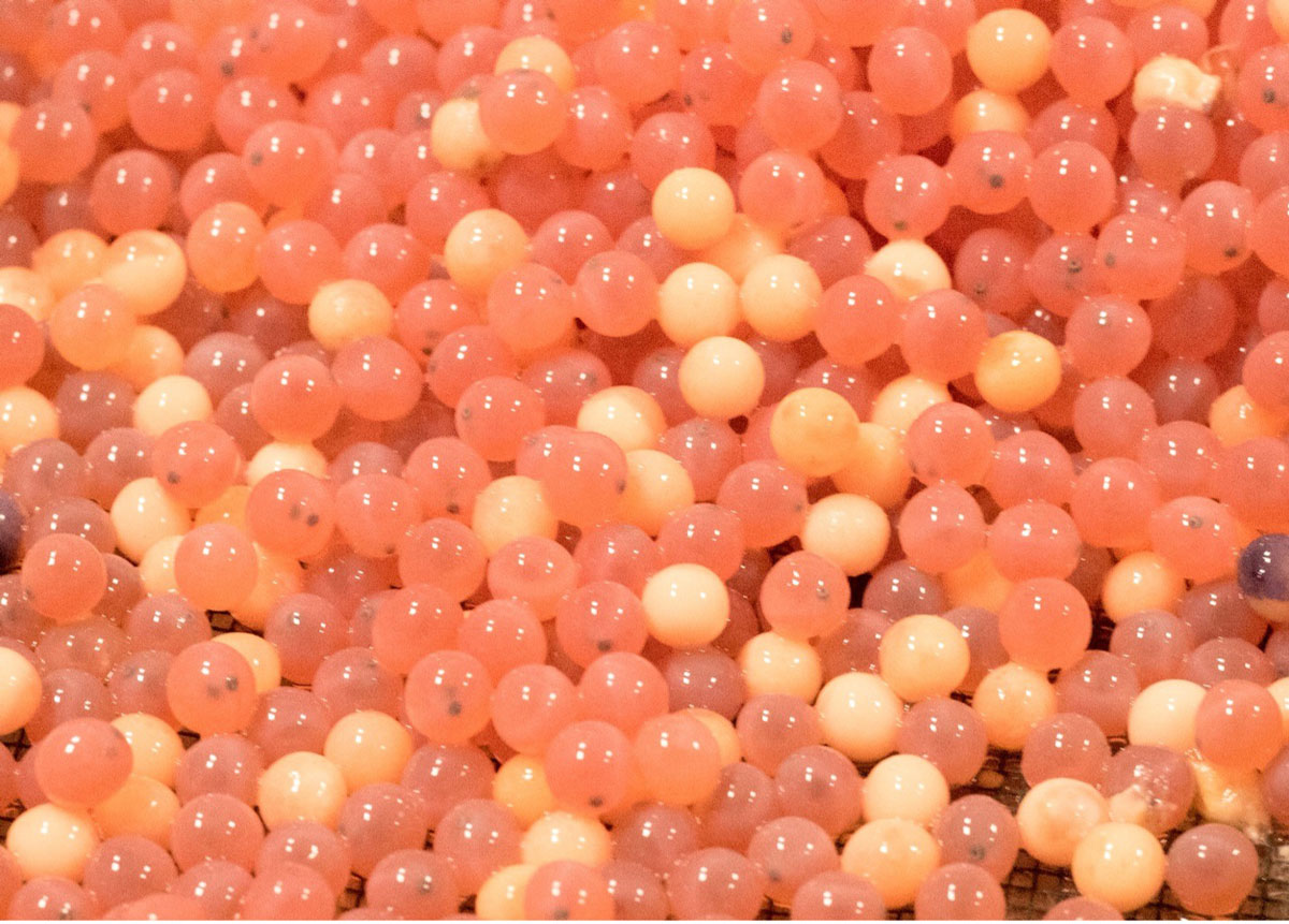 The Problem - Golden State Salmon Association