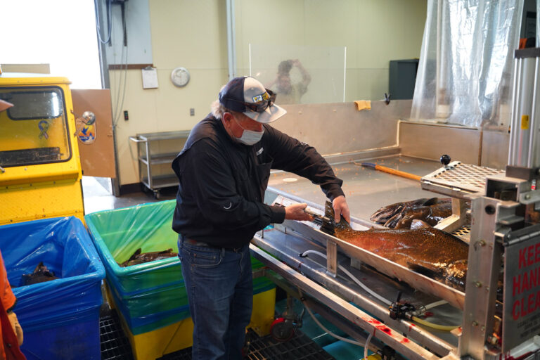 Coleman Hatchery takes giant step to restore Sac River salmon - Golden ...