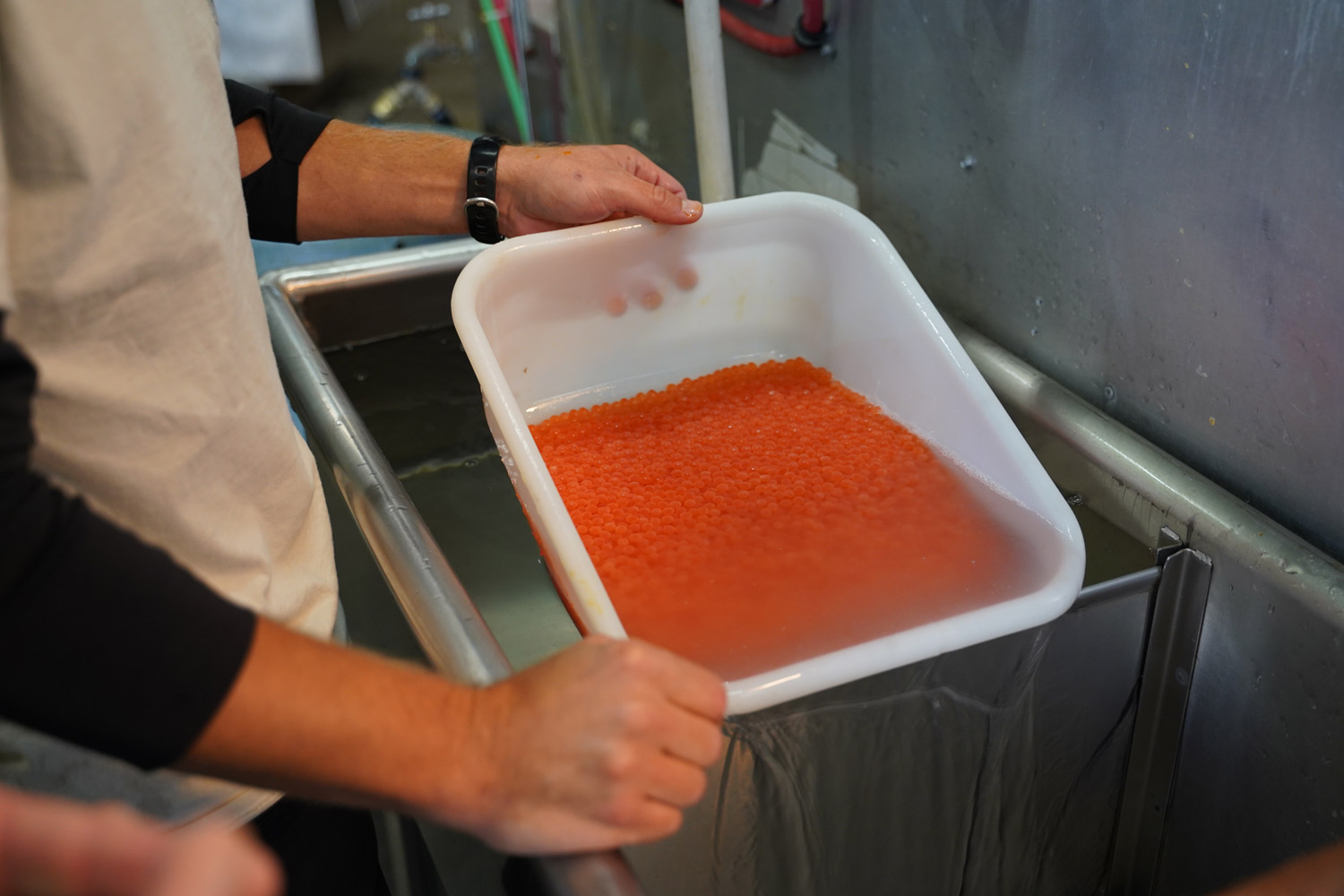 Coleman Hatchery takes giant step to restore Sac River salmon - Golden ...