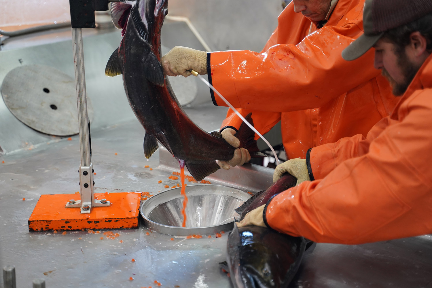 Coleman Hatchery takes giant step to restore Sac River salmon - Golden ...