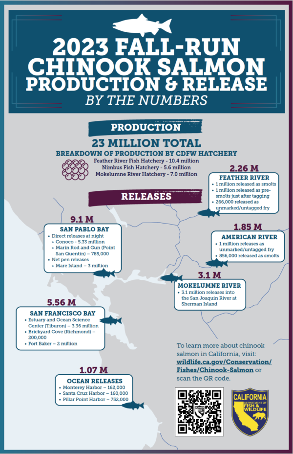 CDFW Completes Release of 23 Million Fall-Run Chinook Salmon - a 15% ...