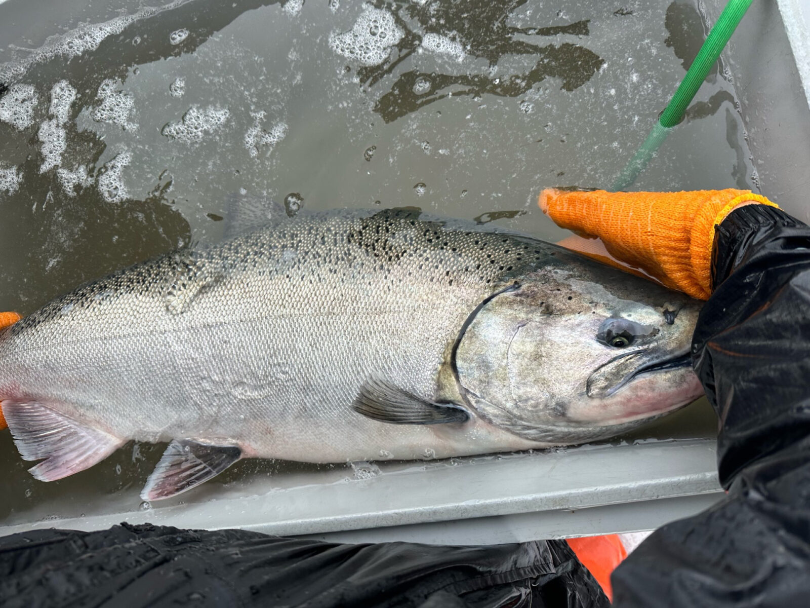 Golden State Salmon Association’s Cat Kaiser Joins Chinook Salmon ...
