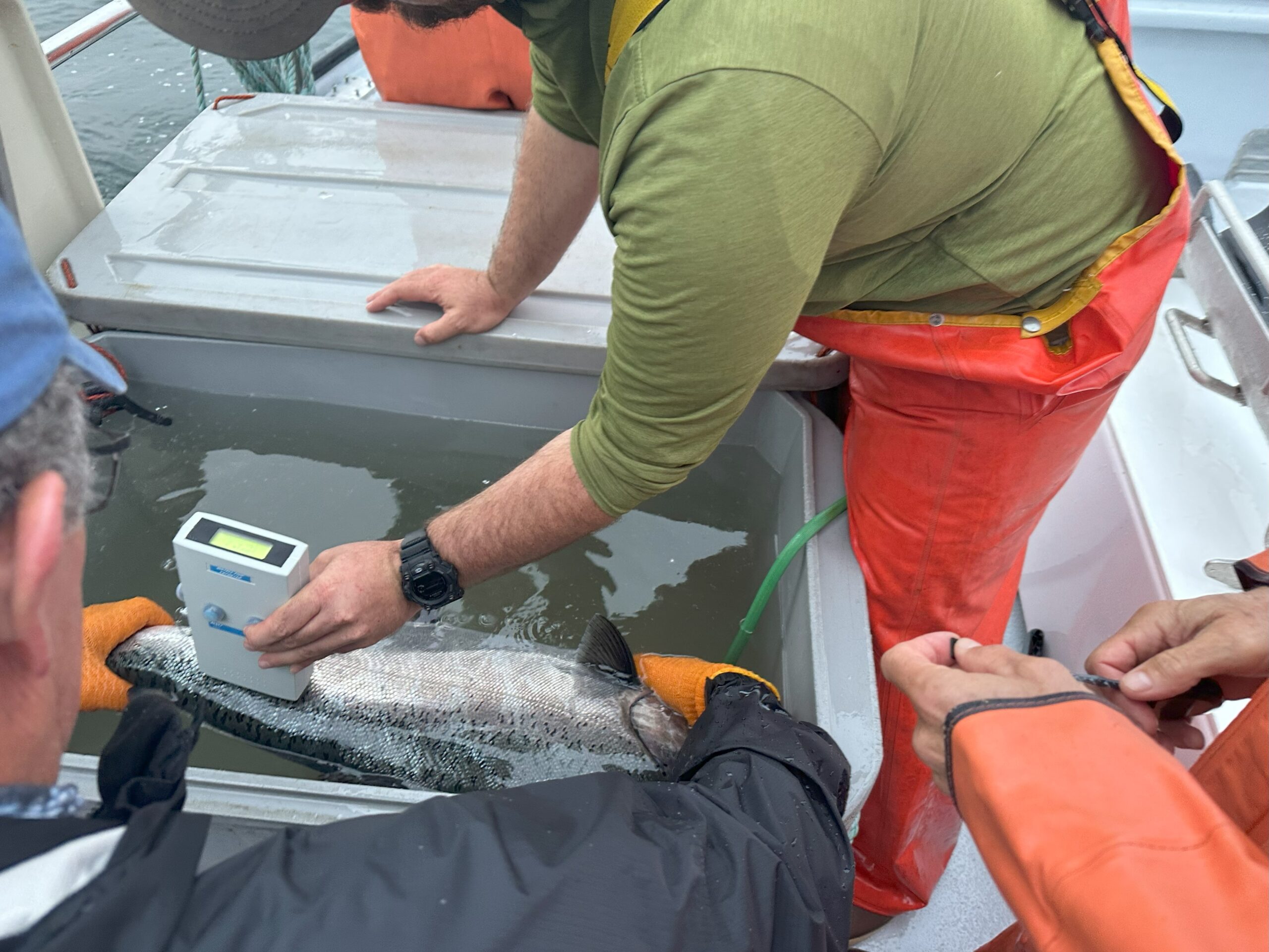 Golden State Salmon Association’s Cat Kaiser Joins Chinook Salmon ...