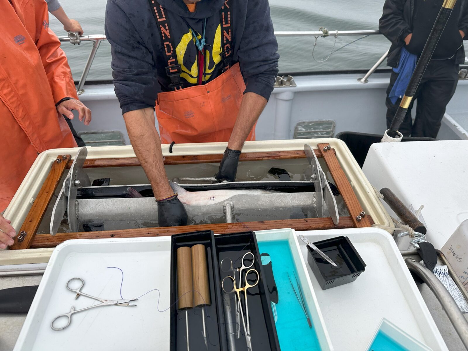 Golden State Salmon Association’s Cat Kaiser Joins Chinook Salmon ...