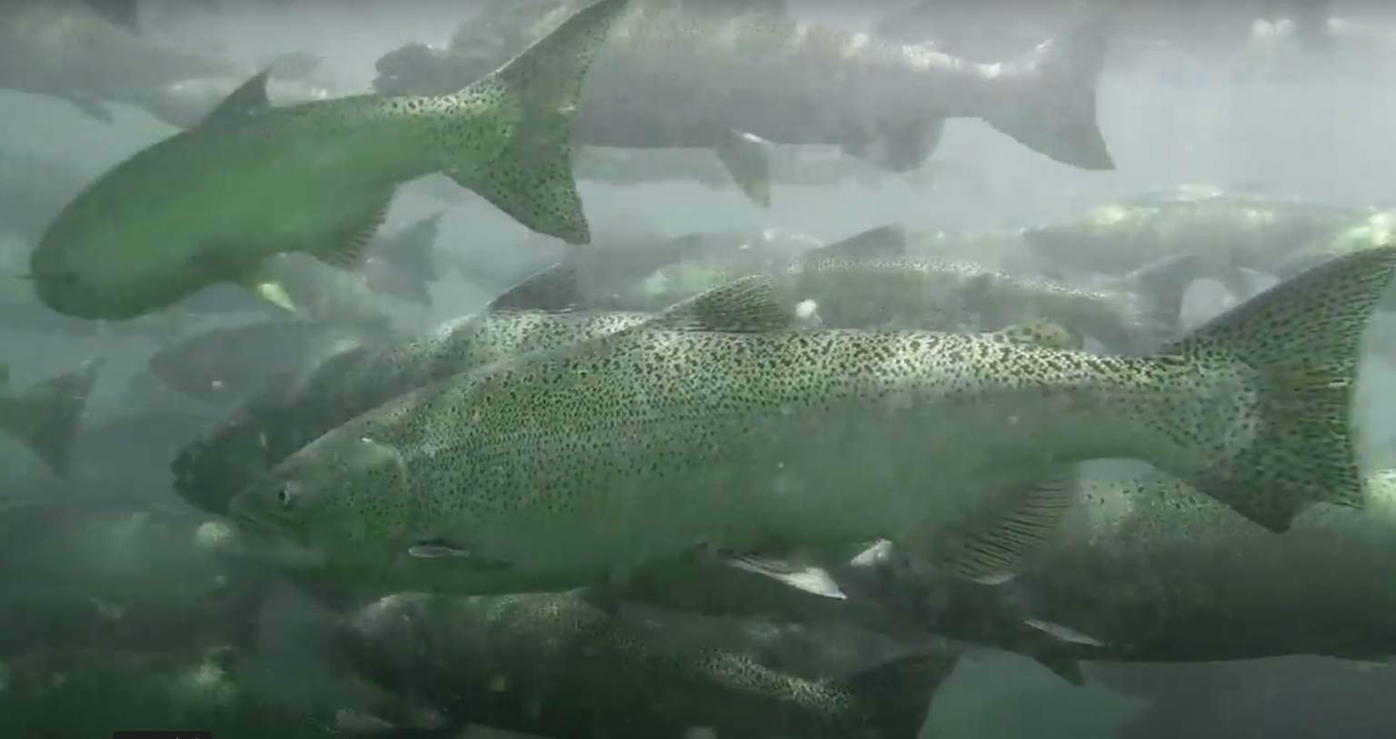 Salmon Action Alert: Designate Butte Creek as a Wild and Scenic River ...