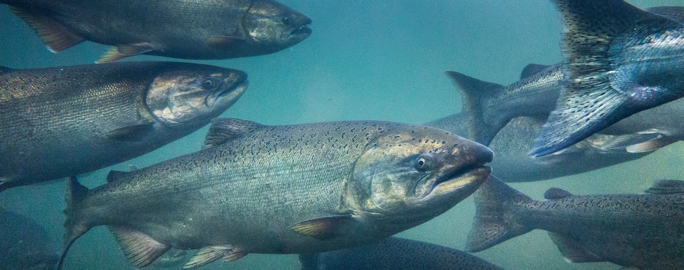 Salmon Fishery Disaster Relief Can’t Come Soon Enough – Is $20.6M ...