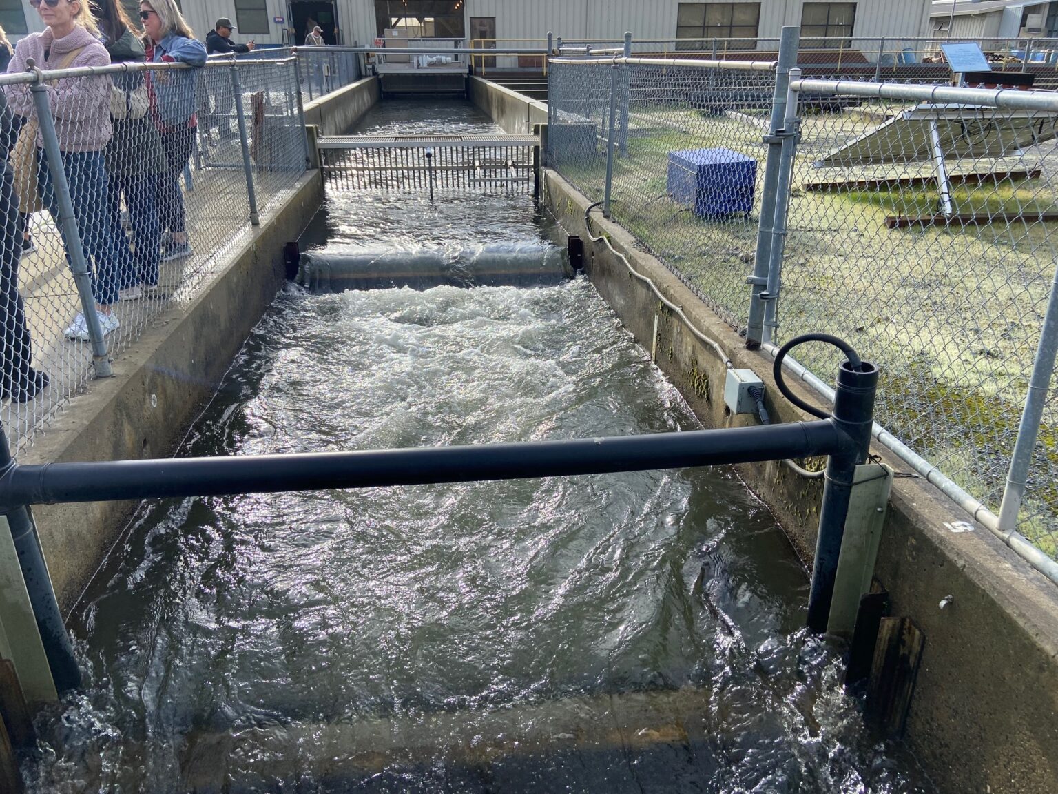 Salmon Hatchery Return Snapshot - Golden State Salmon Association