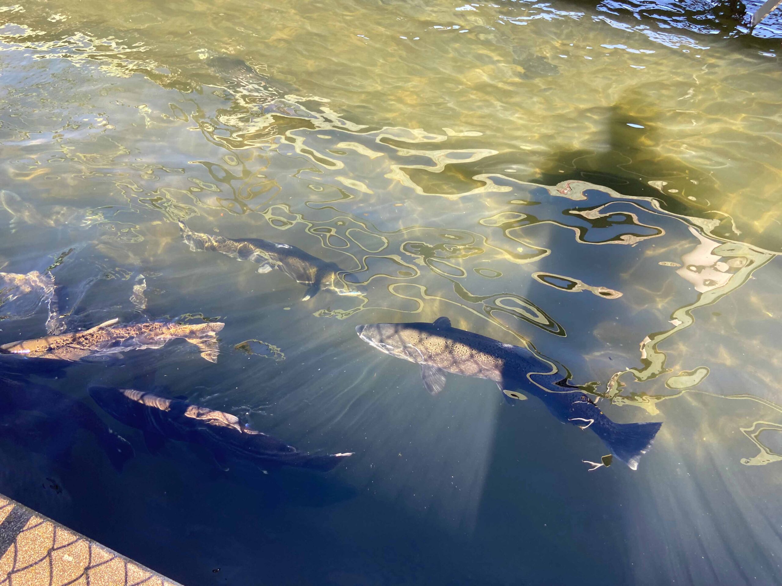 Mokelumne Hatchery Hits Record Highs, While Coleman and the Upper ...